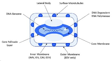 An Illustration Demonstrating The Monkeypox Virion Structure CAV Cell Download Scientific