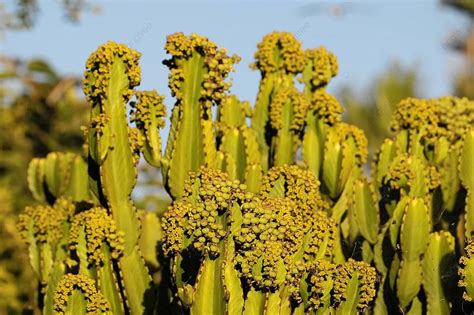 Flowering Cactus Cactus Sharp Prickly Photo Background And Picture For