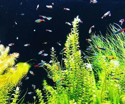 簡単にできる熱帯魚に向いた水草の育て方。植え込みの方法も解説│リリカルオアシス