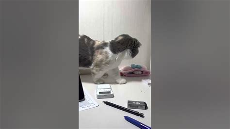 파리잡는 고양이 Youtube