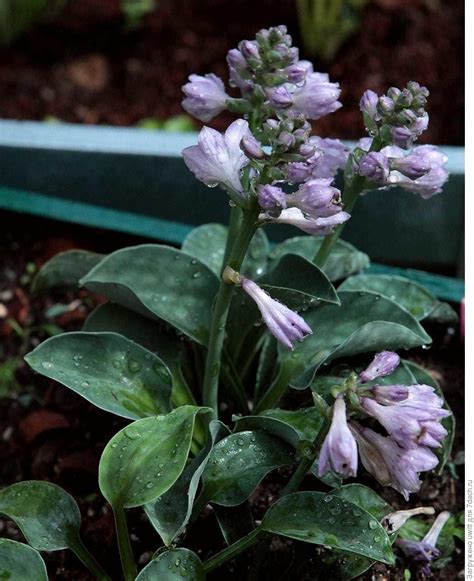 Хоста "Blue Mouse Ears" (Блю Маус Ирс, Голубые мышиные уши). Фото