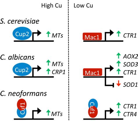 The Yin And Yang Of Copper During Infection Pmc
