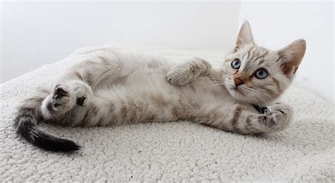 Your Kitty Would Like Some Of The Good Stuff Cat Crack Catnip Thewellthieone