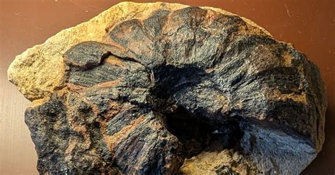 Louisville Fossils And Beyond Williamsonia Gigas Plant Fossil