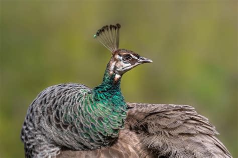 Premium Photo Close Up Of Peacock