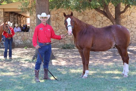 Record Breaking Success At The 25th Return To The Remuda Sale 6666 Ranch