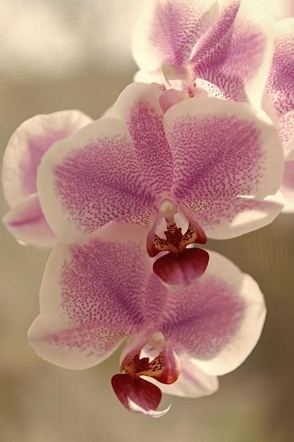 Orquídea polilla rosa phalaenopsis flores florecen orchidaceae Foto