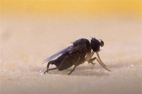 About The Blowfly Pest Information