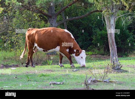 Domestic Cattle Domestic Cattles Stock Photo Alamy