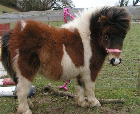 Miniature Shetland Pony Bunny At 11 Months Old