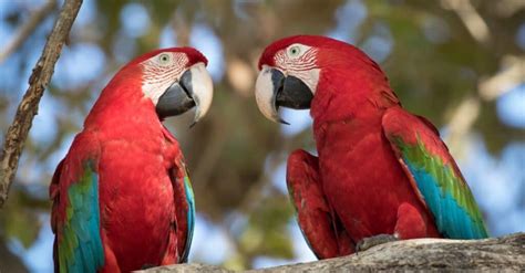 Discover The 10 Largest Parrots In The World Imp World