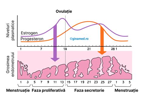 Sistemul Reproducător Feminin Biologie Barrons Ginamed