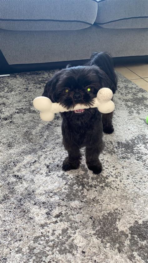 Barney Trying To Chow Down On A Toy Bigger Than His Head R Shihtzu