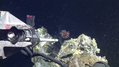 Interdisciplinary Investigation Of A New Hydrothermal Vent Field