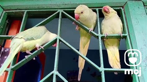 Parrots Youtube