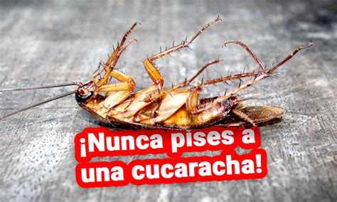 ¡nunca Pises A Una Cucaracha Estas Son Las Razones Infogripho