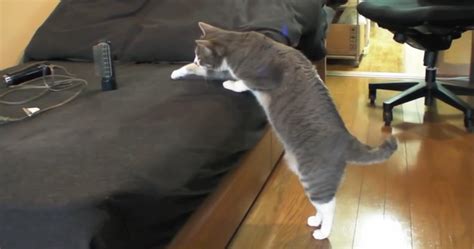 へっぴり腰で猫パンチを繰り出すネコの動きがとってもカワイイ Buzzmag