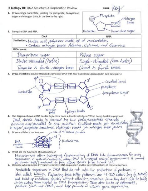 Practice Dna Structure And Replication Answer Key Dna Replic