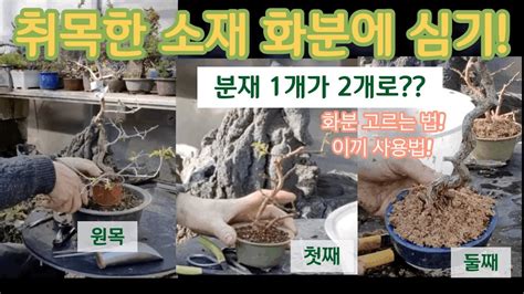 뽕나무 취목한나무로 두나무를 만들었어요 Youtube