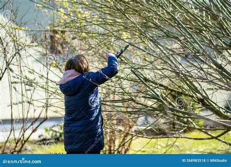 Woman Gardener Using Pruning Shears On To Cut Dry Tree Branches Spring Pruning Of Trees And
