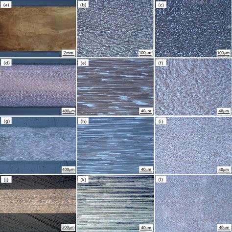 The Longitudinal Macrophotograph Longitudinal And Transverse Download Scientific Diagram