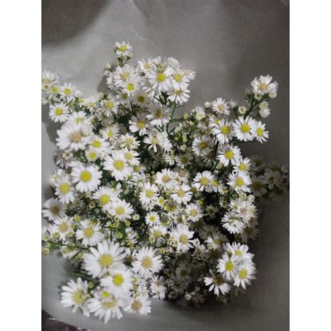 Jual Bunga Peacock Bunga Pikok Putih Fresh Bunga Asli Shopee Indonesia