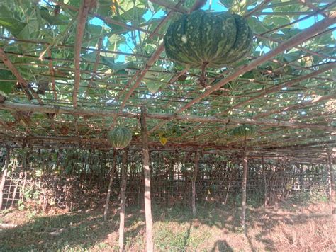 ရှမ်းရွာသစ်မြို့တွင် စားဖိုဆောင်ဟင်းသီးဟင်းရွက်များ အောင်မြင်ဖြစ်ထွန်း Information And Public