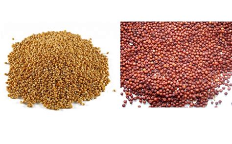 Why Millet And Sorghum Are Good For Africa Global Black History