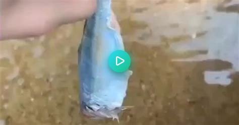 T H E S N A I L S A W A K E N Album On Imgur