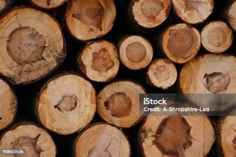 Tumpukan Log Foto Stok Unduh Gambar Sekarang Alam Bentuk