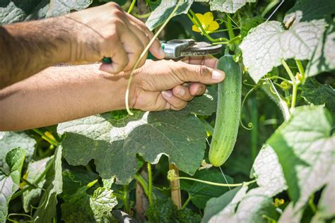 How To Grow Cucumbers In A Greenhouse Greenhouse Ing