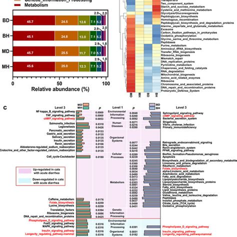 Functional Annotation And Variance Analysis Of The Gut Microbiota Of Download Scientific