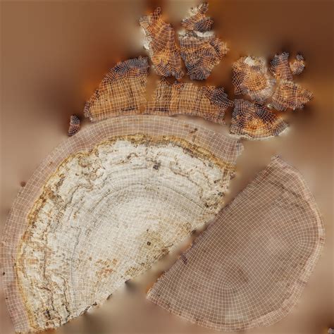 3d Fomes Fomentarius Turbosquid 2219091