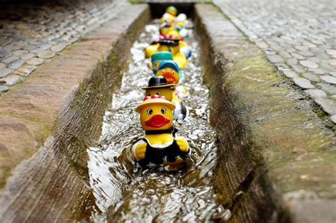 Free Images Water Toys Costume Bath Duck Rubber Duck Fun Bathing