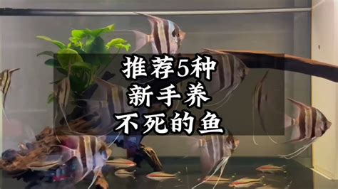 推荐5种新手养不死的鱼 Youtube