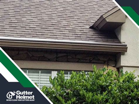 Keep These Trees Out Of Your Yard At All Costs