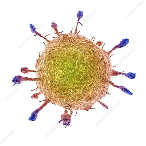 Virus Artwork Stock Image C0169006 Science Photo Library