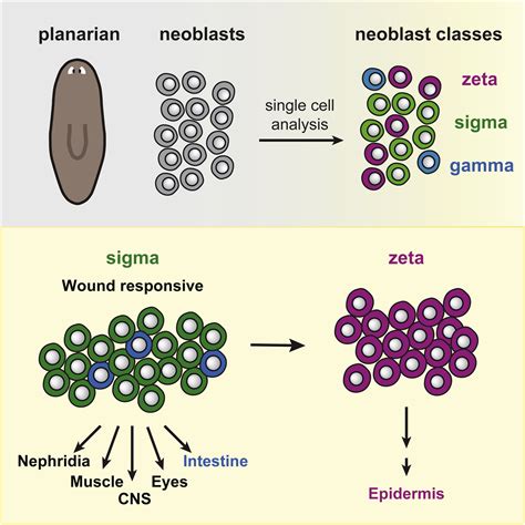 Single Cell Analysis Reveals Functionally Distinct Classes Within The