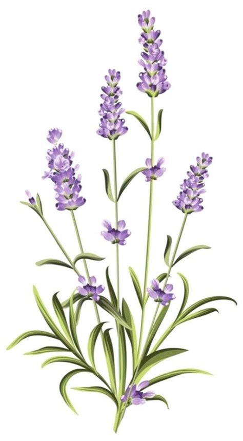 Anise Hyssop Agastache Foeniculum Artofit
