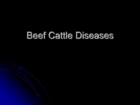 Ppt Beef Cattle Diseases Powerpoint Presentation Free Download Id