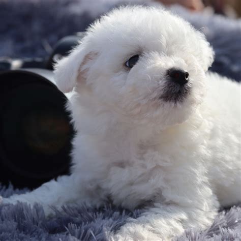 비숑 프리제 성격 및 특징 강아지훈련소 강아지배변훈련 인천강아지훈련소 강아지짖음