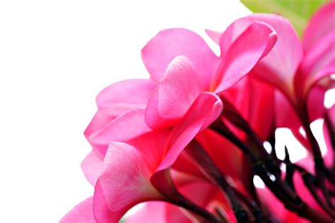 Flower Frangi Pani Plumeria Free Photo On Pixabay