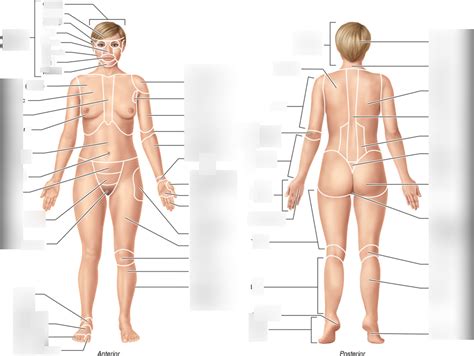 Lab Practical 1 Diagram Quizlet