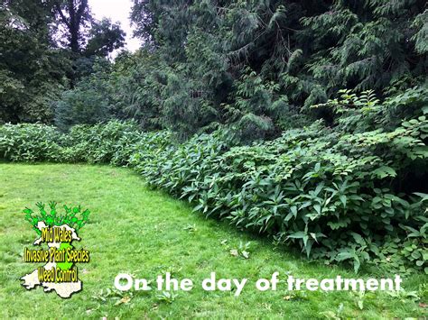 Four Weeks After Treating The Largest Infestation Of Himalayan Knotweed