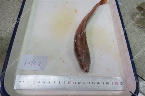 Rachycentron Canadus