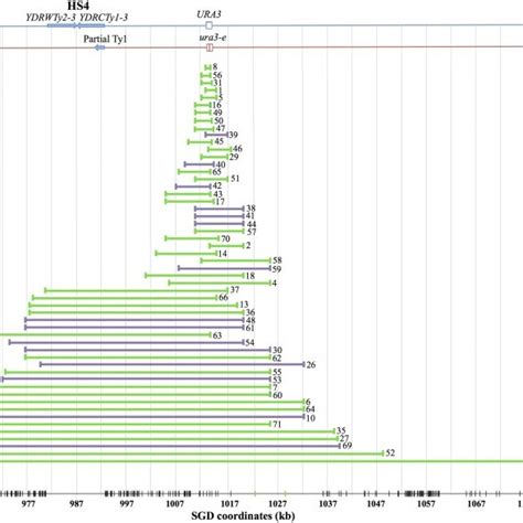 Map Locations Of Gene Conversion Events Our Mapping Of 54 Conversion