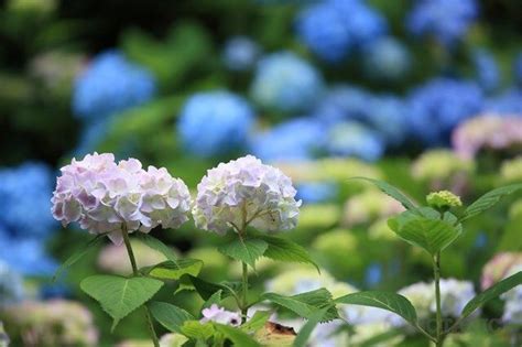 梅雨の花3選！特徴と花言葉は？雨風に強い花・弱い花も併せてご紹介！ 花言葉 花 花 図鑑