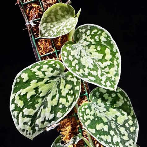 Plant Faqs Scindapsus Argyraeus Scindapsus Pictus Satin Pothos