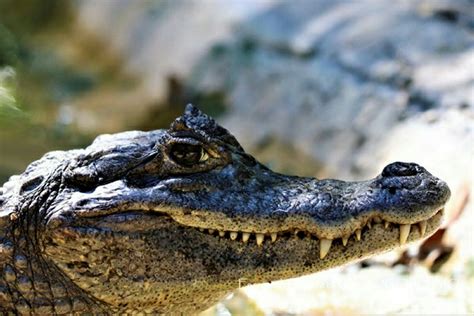 Coco” El Reptil Más Querido Por Los Vecinos De Ciudad Madero Tamaulipas Infobae