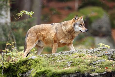 Adult Grey Wolf